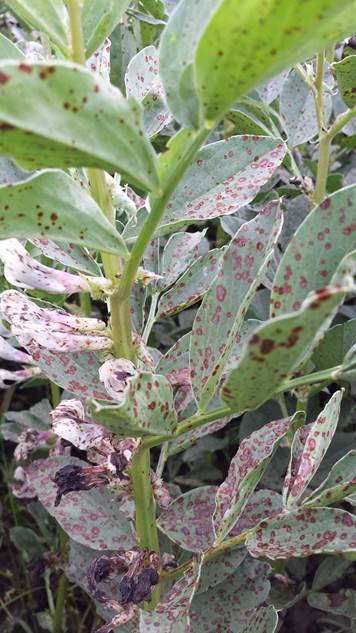 2023 - the year for chocolate spot? | News from AA Farmer